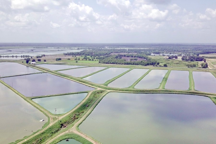 Arkansas Farm Bureau