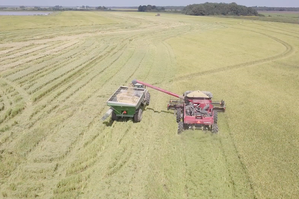 Rice Harvest